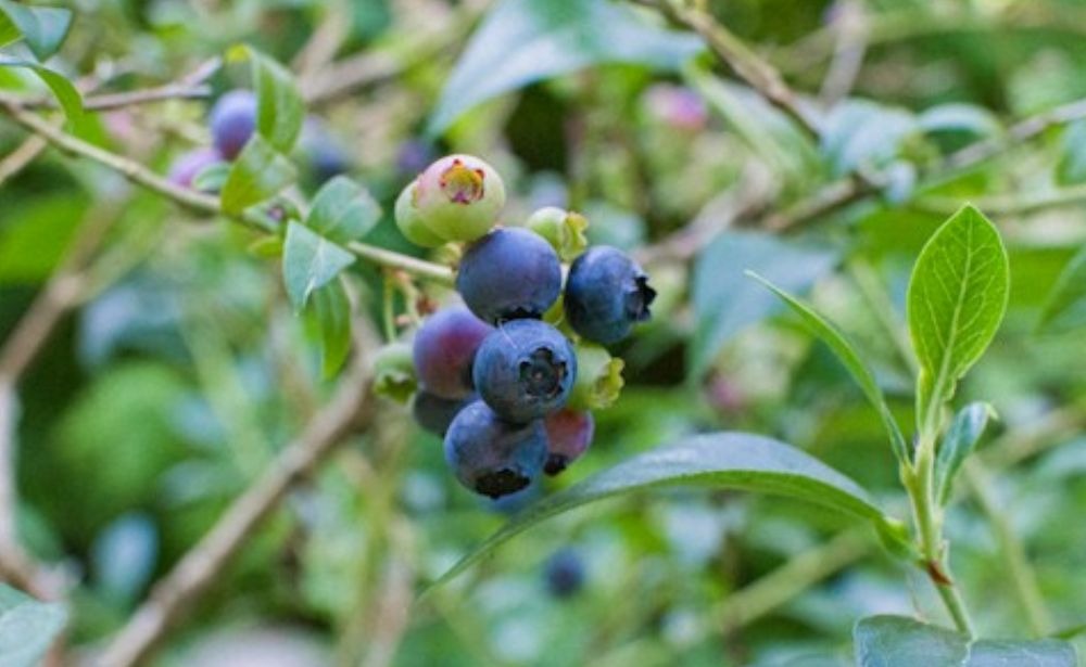 How to Prune and Trim Blueberry Bushes Corecctly