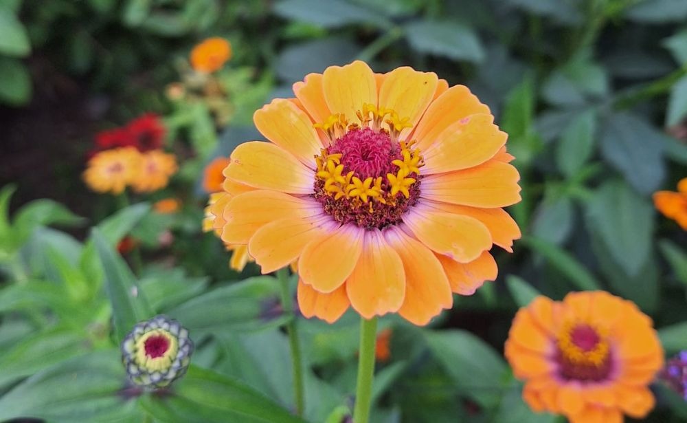 The Best Way to Grow Flowers from Small Seeds