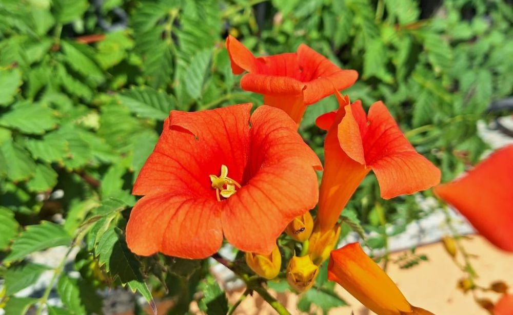 How to Take Care of Your Flowers Like an Expert