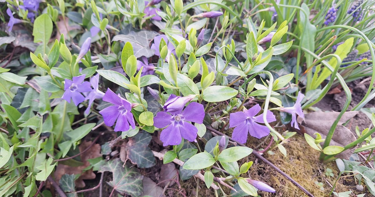 11 Excellent Shade Ground Cover Plants for Gardens