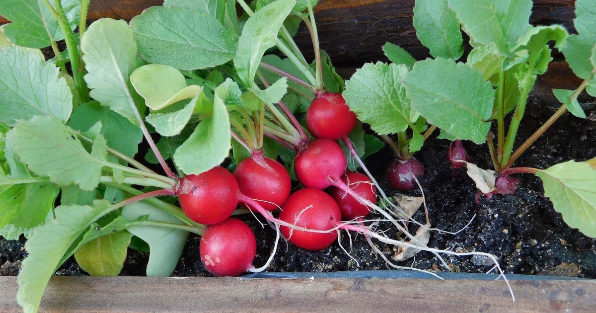 How to Grow and Care for Radishes in Containers