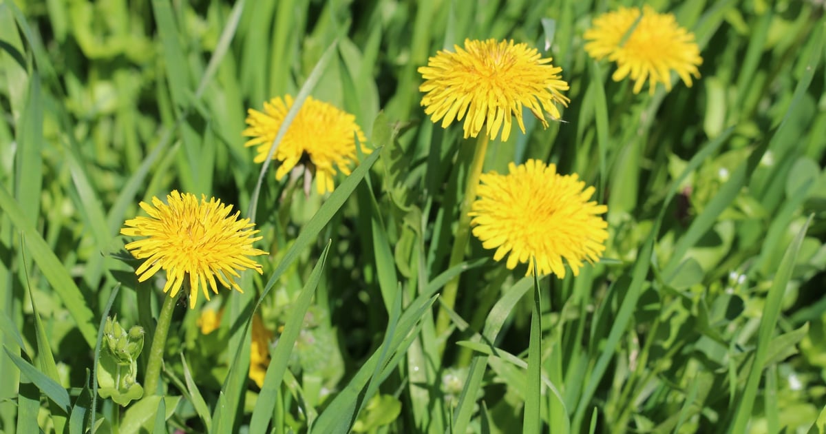 11 Amazing Yellow Flowering Weeds that Grow in Gardens