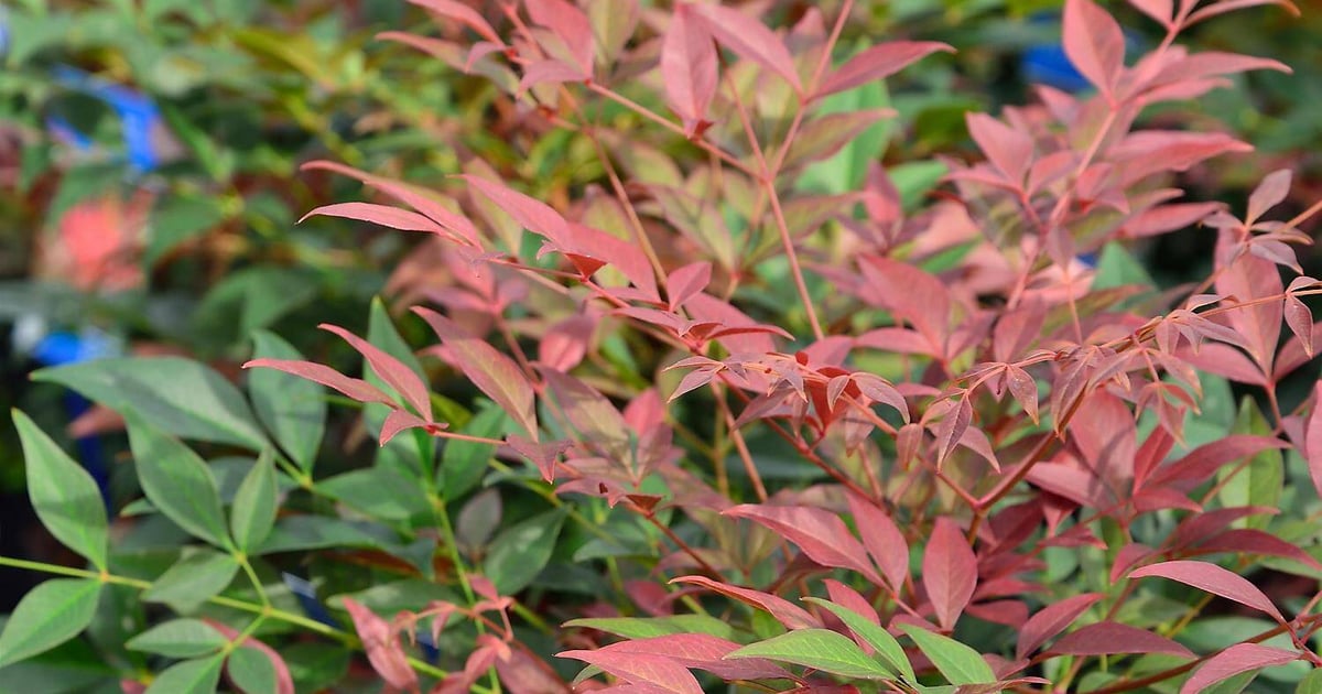 10 Nandina Bushes for Vibrant Landscapes