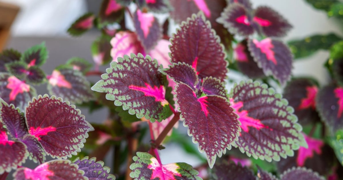 The Most Colorful Shade Plants for a Lovely Garden
