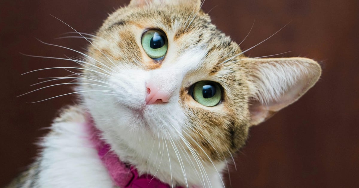 Top 10 Female Cat Names for 2024 | Purrfect Meow