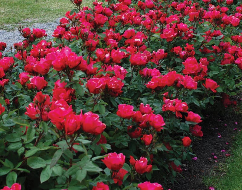 Unlock The Secrets Of Knock Out Roses: A Comprehensive Care Guide ...