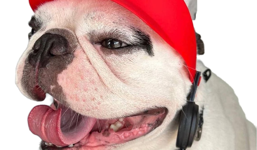 Brokie Inu - Tenacious TON and SOL Bulldog | Brokie Inu