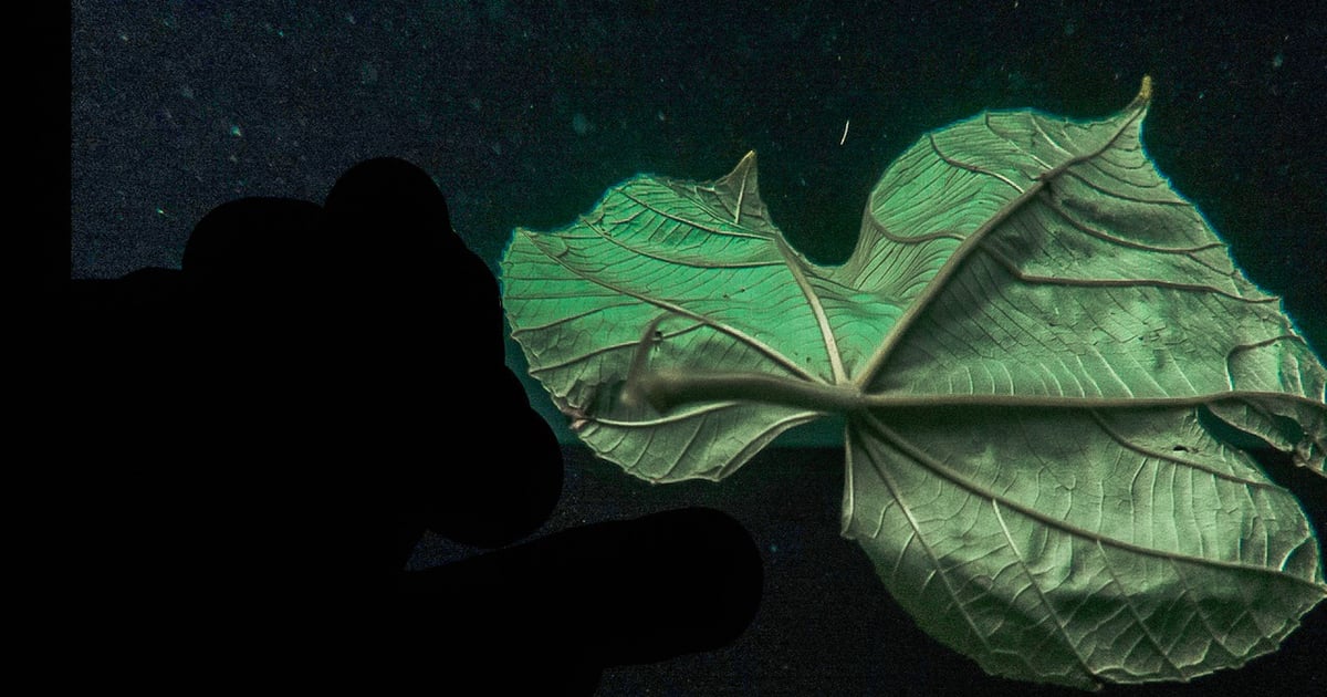 Why Balsa Is Used in Making Surfboards | Kayu Surfboards