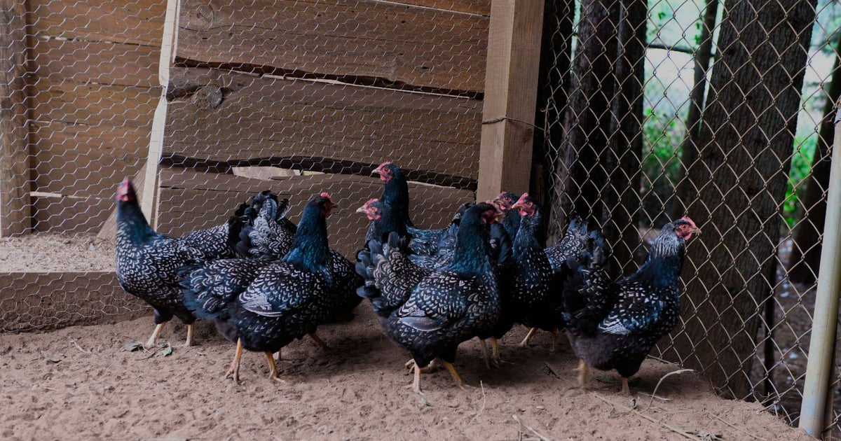 Descubriendo las principales razas de gallinas