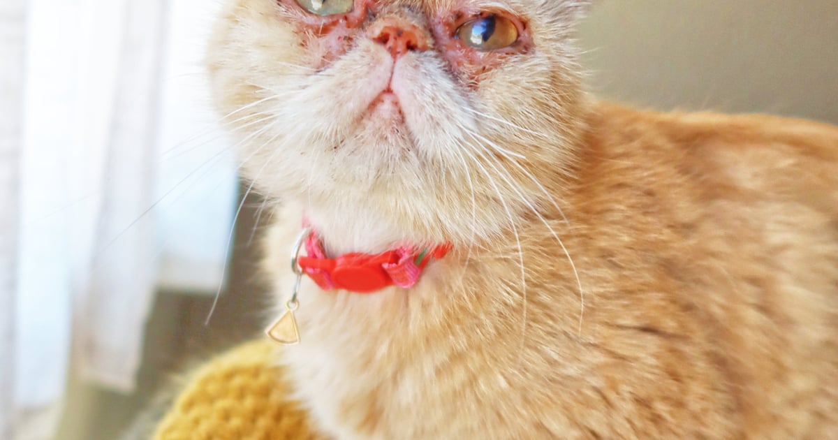 Miss Teapot | Suncatcher Sanctuary