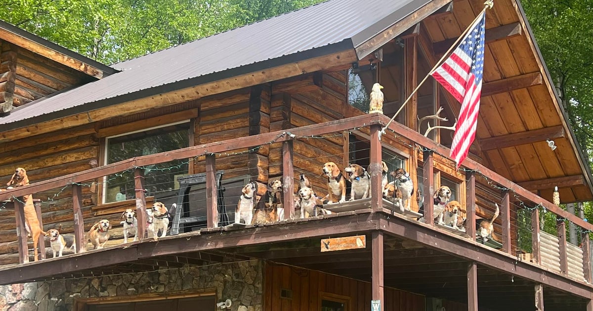 Adopt a Beagle Today - Find Your New Companion | Alaska Beagle Ranch