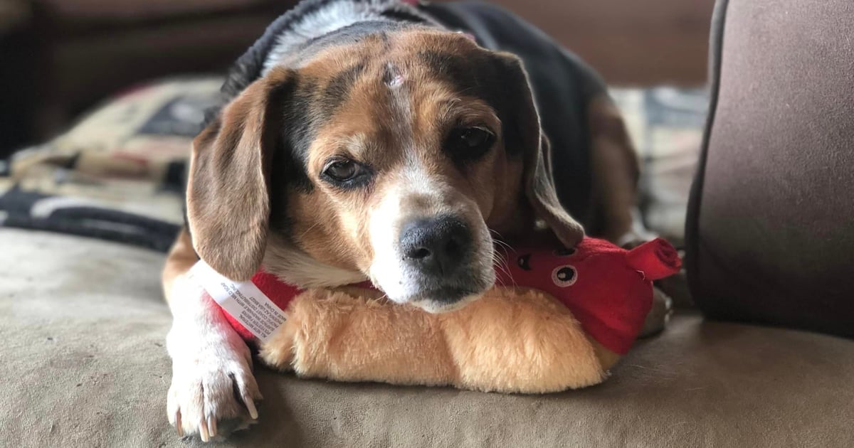 Sanctuary | Alaska Beagle Ranch