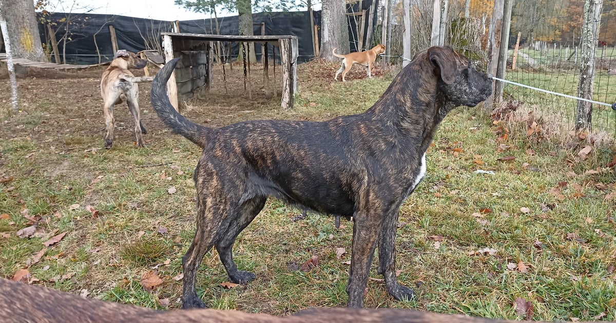 Beretta -Alanos Espagnol femelle | Alanos espagnol des Combrailles