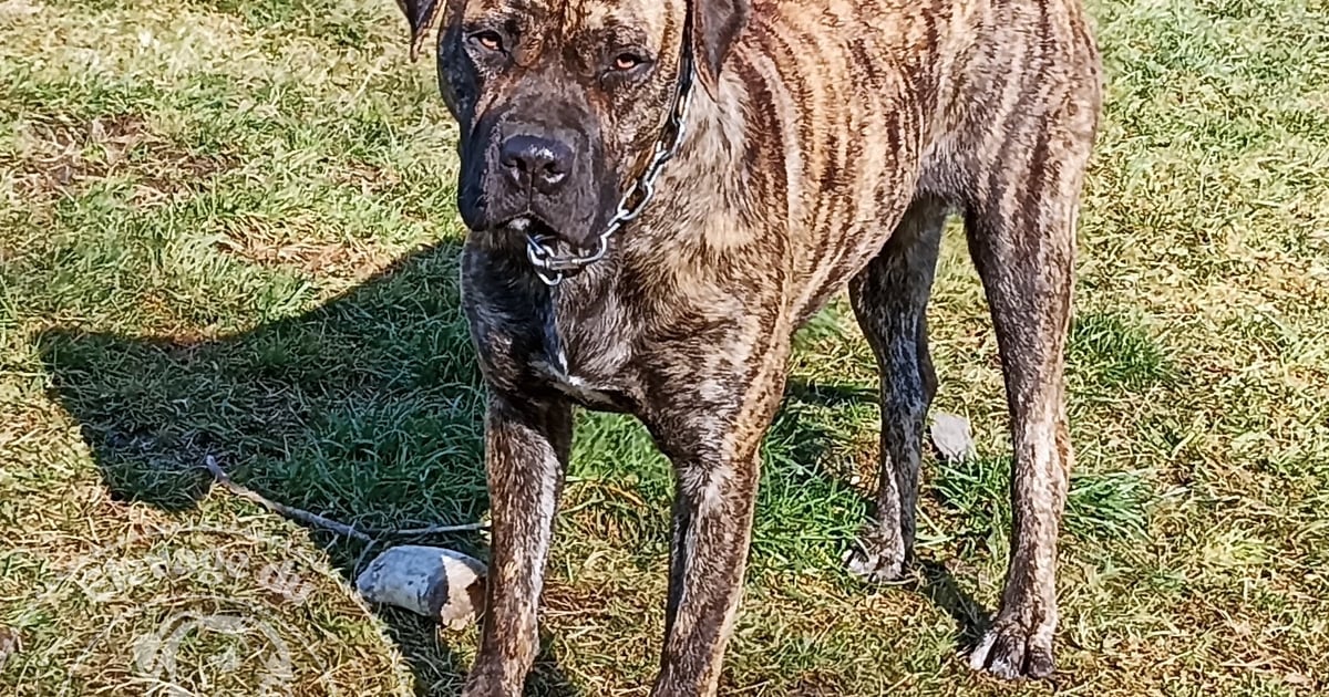 Mamba-Alanos Espagnol femelle | Alanos espagnol des Combrailles