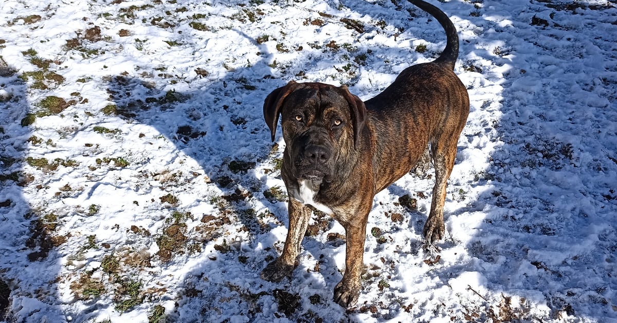 "Sela-alanos espagnol femelle" | Alanos espagnol des Combrailles