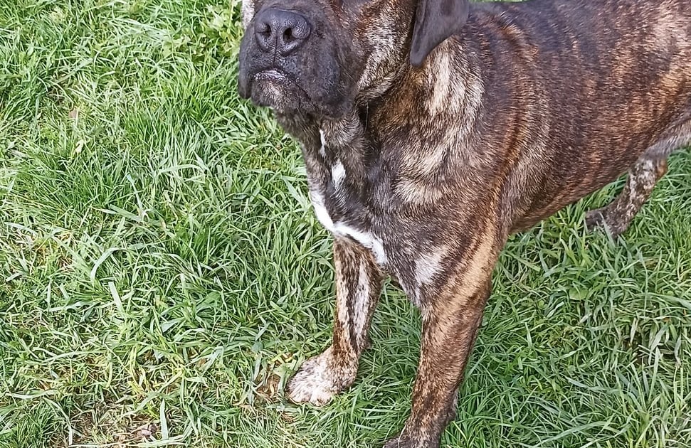 Spike - Alanos Espagnol Mâle | Alanos espagnol des Combrailles