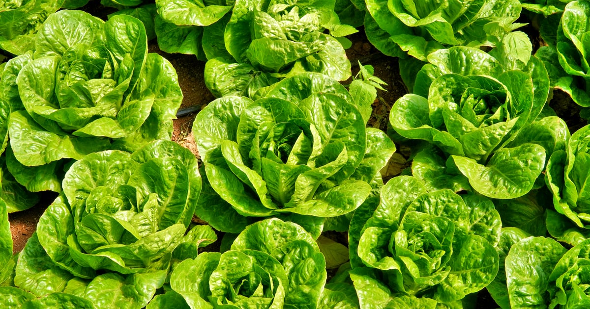 Polunchay | Livegreen