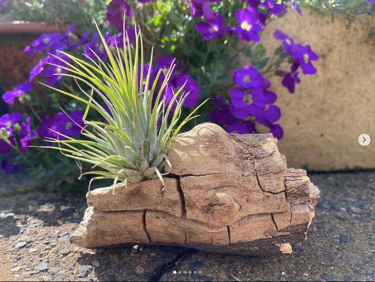 Open Terrariums: Easy Care for Low Humidity Plants | Black Craft By CK