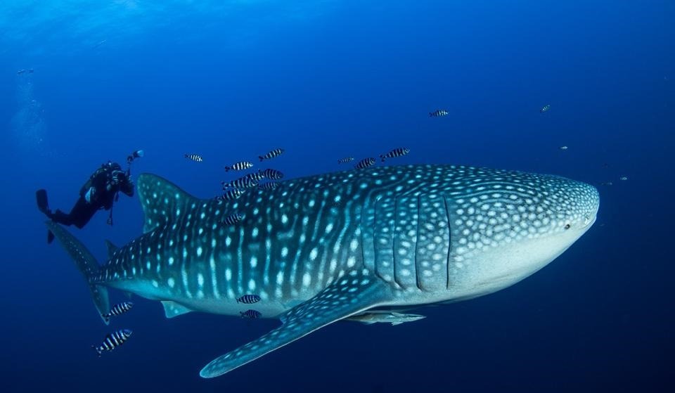 Requins et Enfants Galerie Photo | Shark Education Club