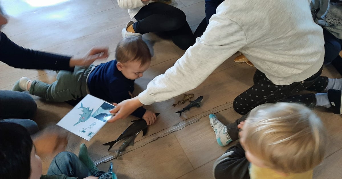Animations Requins École Montessori | Shark Education Club