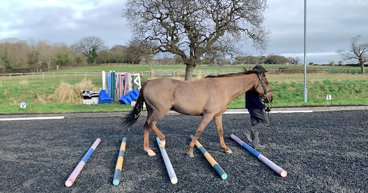 How using ground Poles Can Help Your Horse