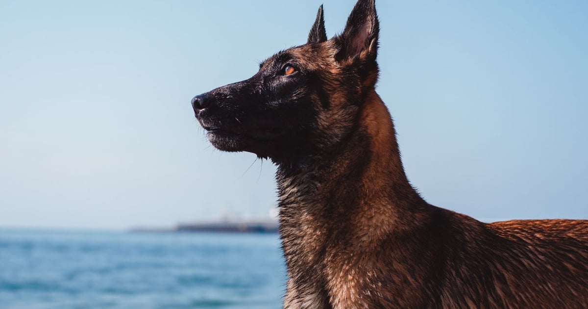 Evolution of the Belgian Malinois