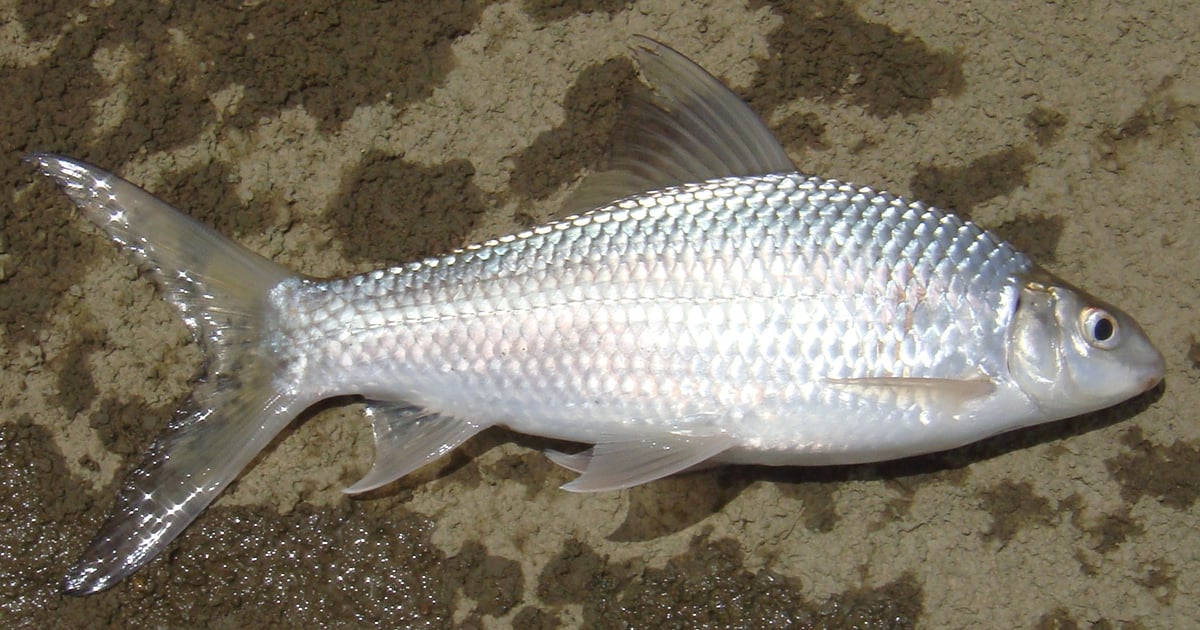 Mrigel Morakhi fish | jam agriculture farm