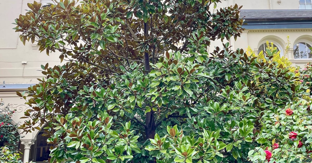 General Arborist Reports | Tree Health, Safety & Council Support | Auditree