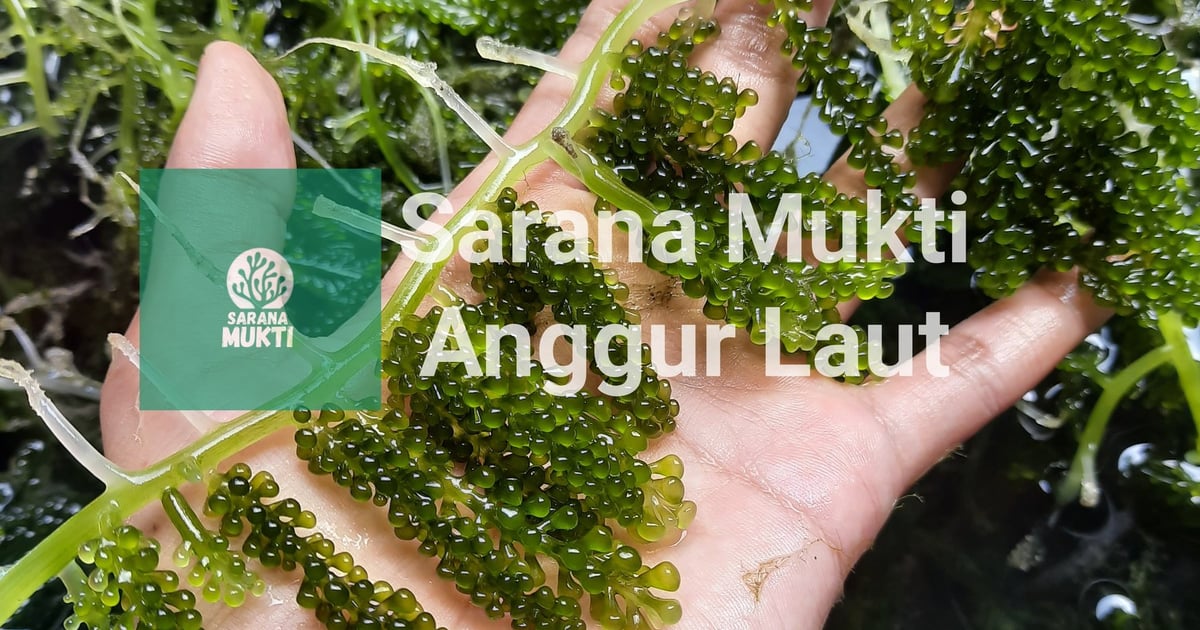 Beli Anggur Laut Seagrapes & Latoh Segar Online - Pengiriman ke Seluruh ...