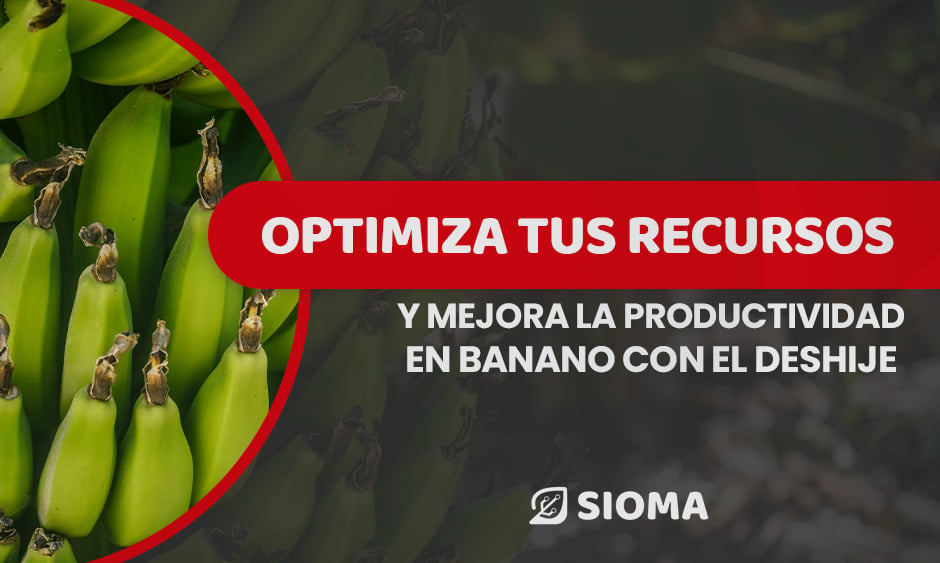 Optimiza tus recursos y mejora la productividad en banano con el ...