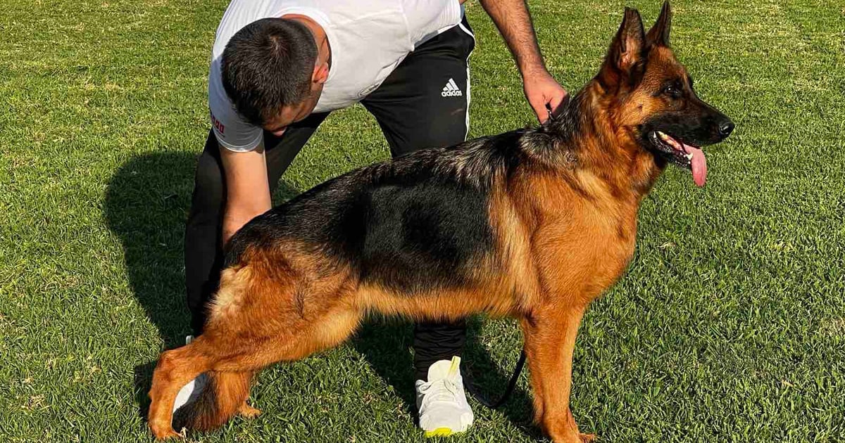 Quality German Shepherds Breeders in Cyprus - Di Casa Iordanidis | Di ...