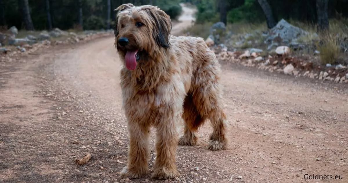 The Brie Shepherd: Everything you need to know