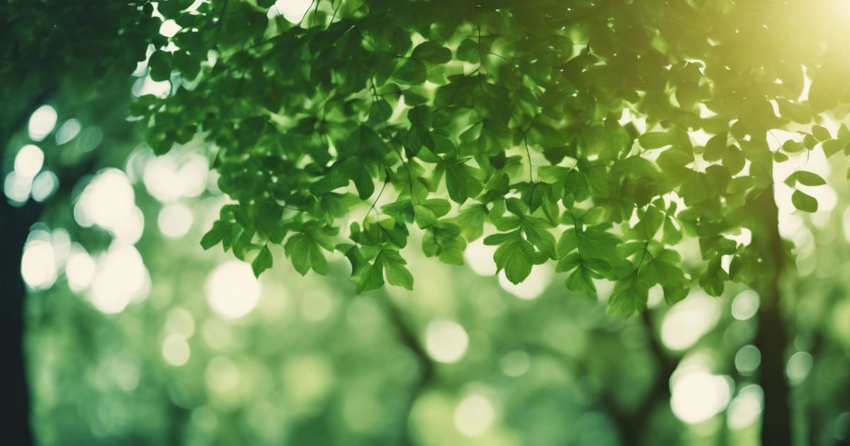 Hope Canopy - Mental Health Services | Hope Canopy
