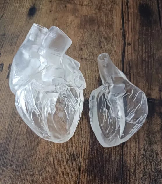 Use Cases for Transparent 3D Heart Model | Clear Simulations