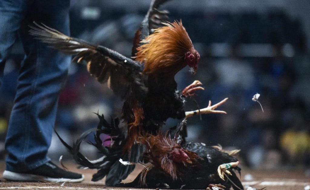 Sabong Enthusiasts Unite at the World Master Cup | World Master Cup