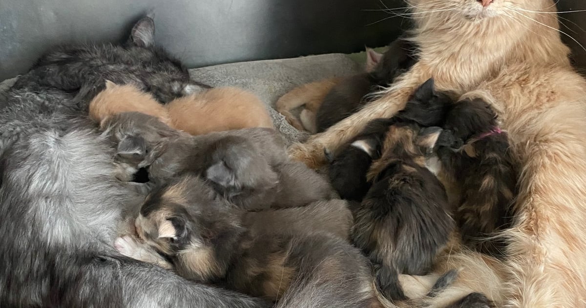 The new litters now have names | Size Matters M.C. Cattery