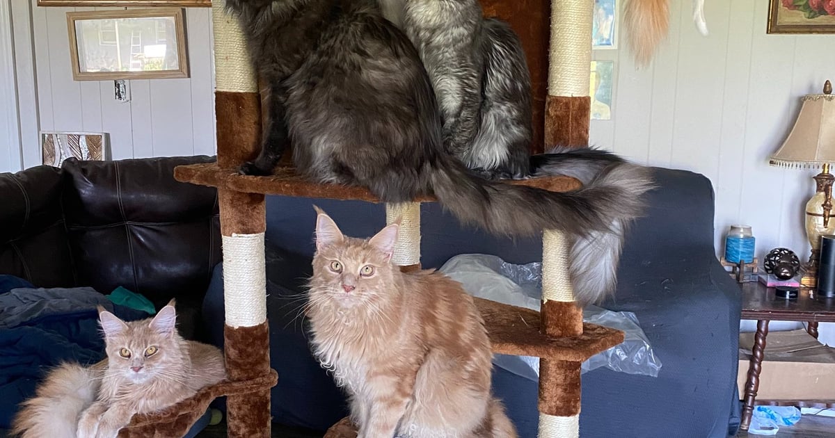 Beautiful healthy Maine Coons in Indiana | Size Matters M.C. Cattery