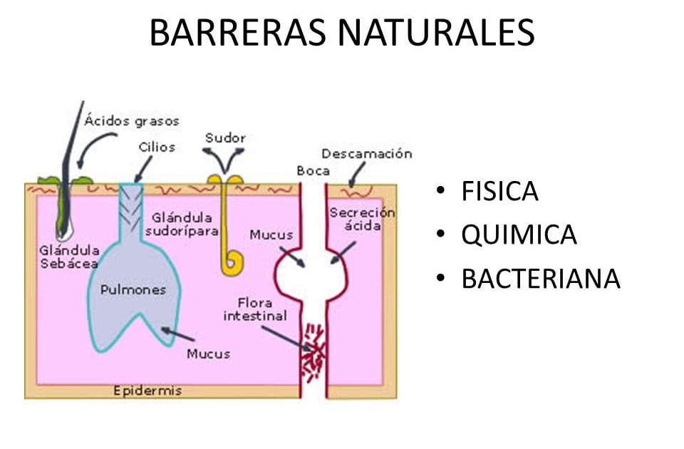Barreras Naturales del Cuerpo: La Primera Línea de Defensa Contra ...