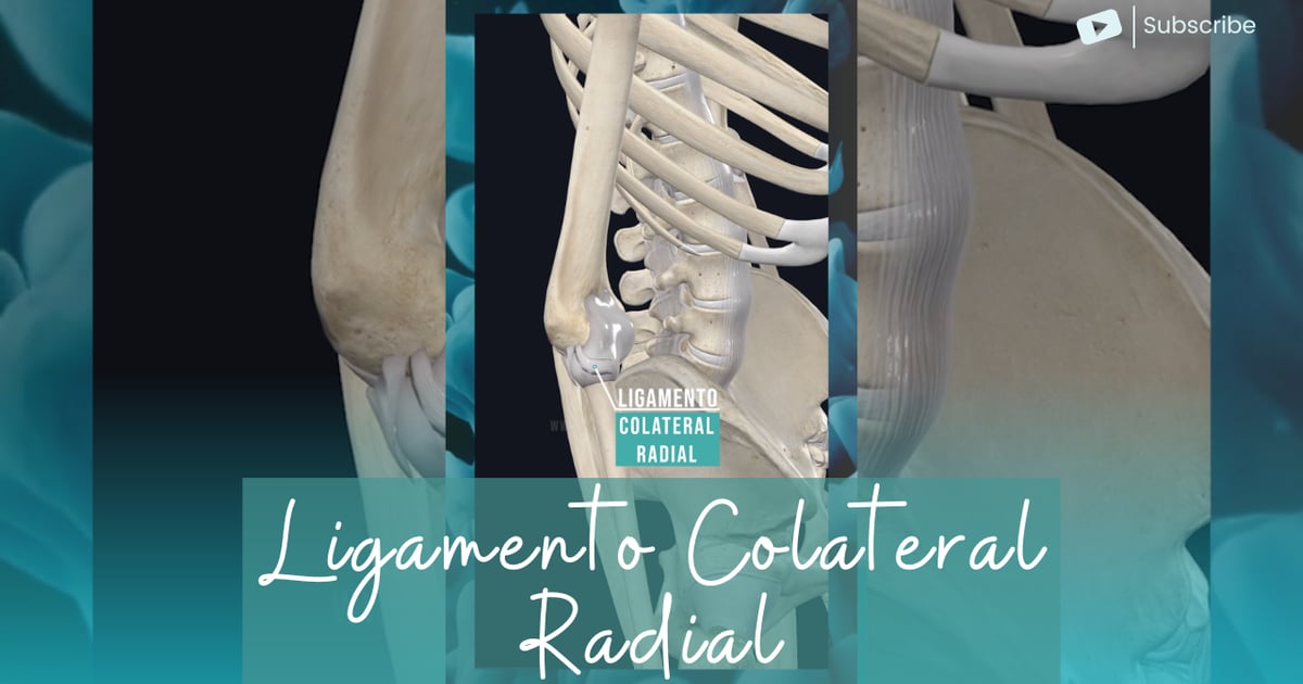 El Ligamento Colateral Radial: Una Guía Completa | DENTRO DEL CUERPO HUMANO