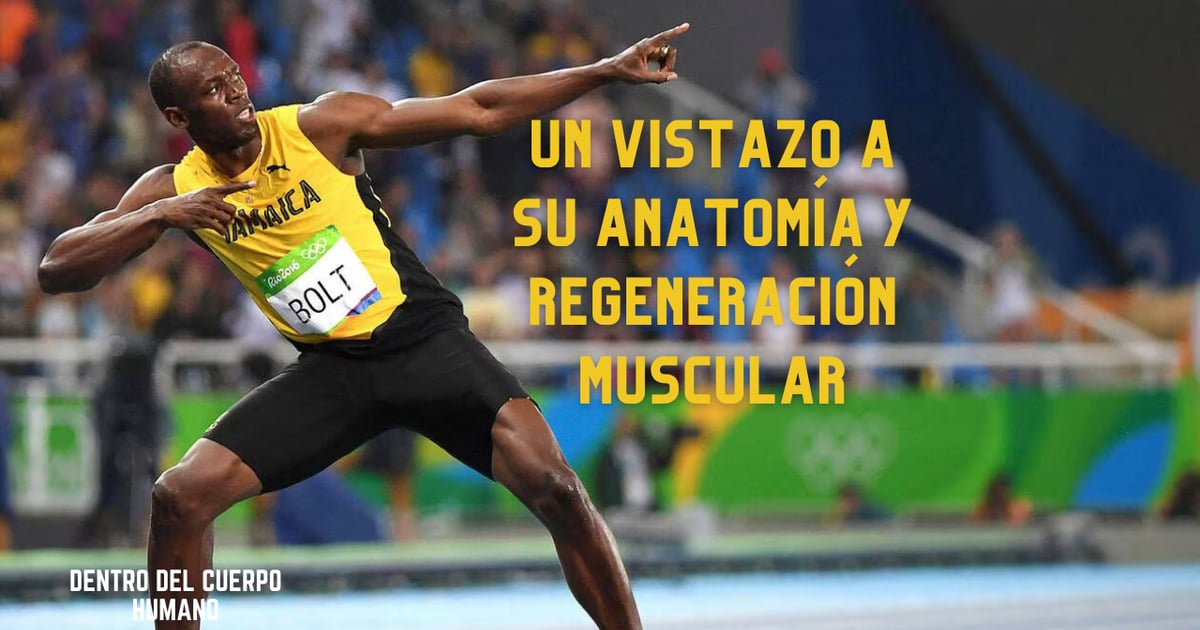 Usain Bolt: Más Allá de la Velocidad - Un Vistazo a su Anatomía y ...