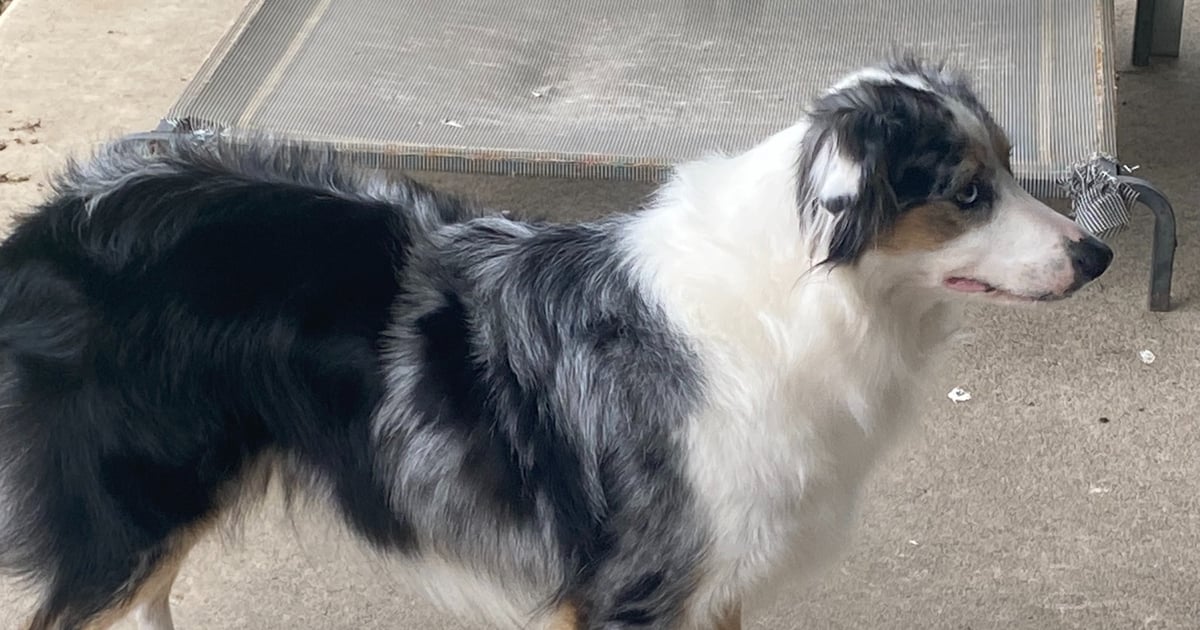 Days 15 to 21 Foetal Development | Bellamiscela Border Collies PureBred ...