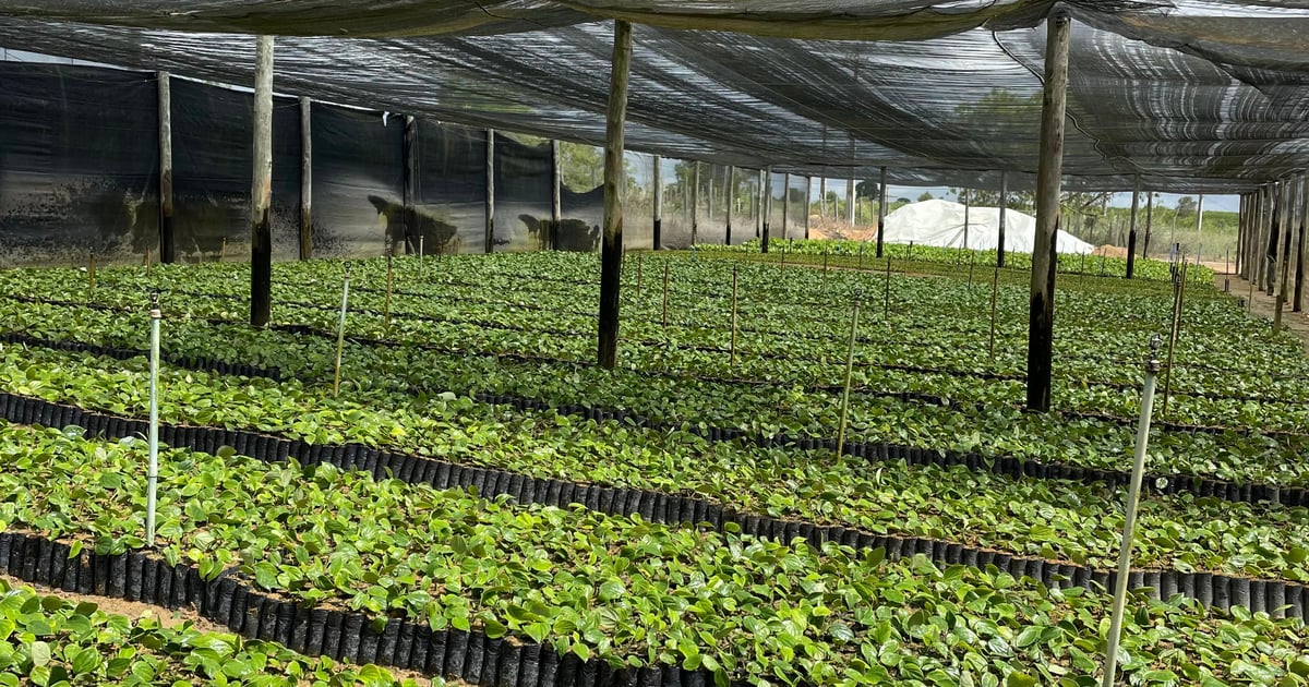 Viveiro Agrovida mudas de Pimenta do Reino e Café Conilon no BioPot ...