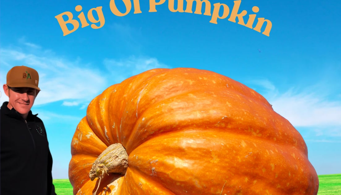 Expert Tips for Growing Giant Pumpkin | BigOlPumpkin step-by-step | Big ...