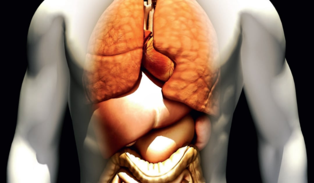 Innate Human Physiological Asymmetry | Body Conditioning