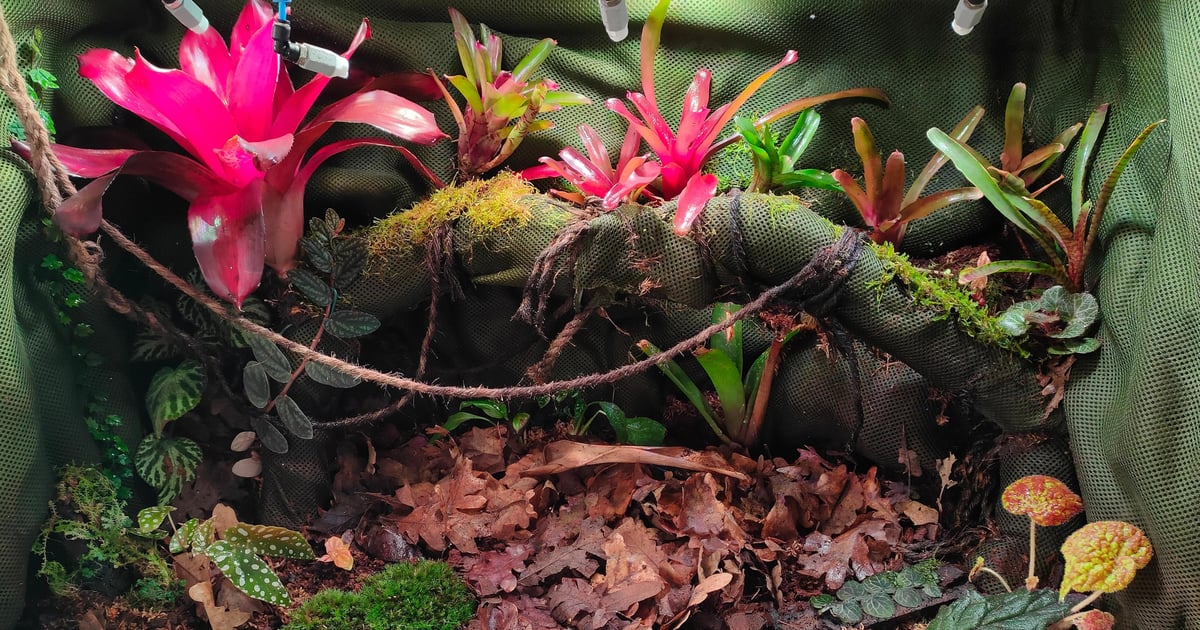 ¿Sabes la diferencia entre terrario, terrario bioactivo y terrario ...