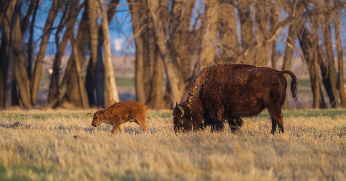 Bison: Environmental Impact and the Need for Conservation | We Care Wild