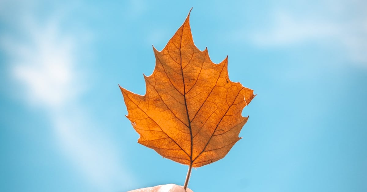 "The Ultimate Guide to Leaf Removal: Tips and Tricks for a Clean Yard ...