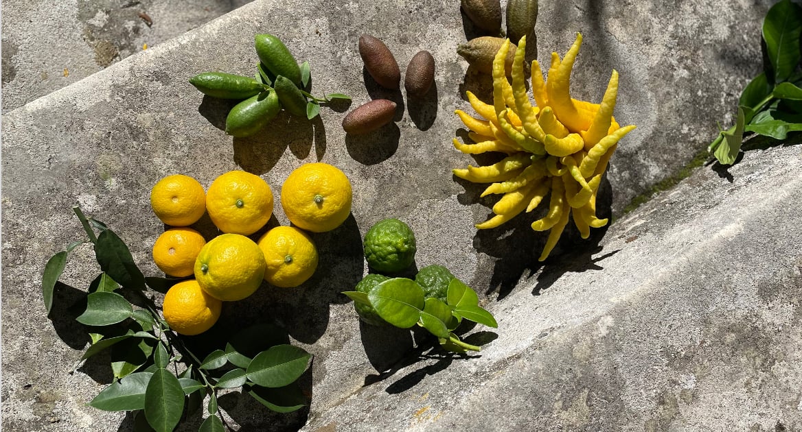 Extraordinary citrus fruits from Provence : Finger Lemon, Yuzu, Combava ...