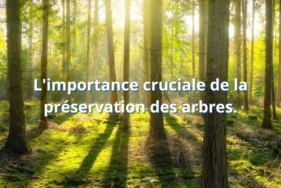 L'importance vitale des arbres | Auxiliotherapy