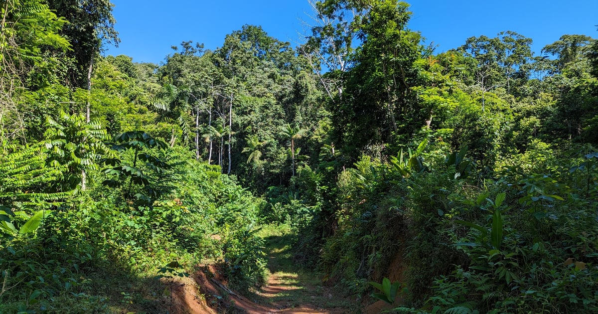Solarpunk Forest - A New Vision for Ecological Stewardship | Solarpunk ...